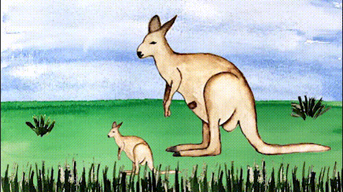 kangaroo pouch